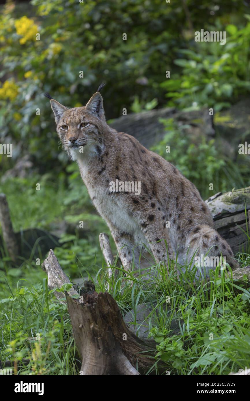 One Eurasian (Carpathian) lynx, Lynx lynx carpathicus, standing in lush ...