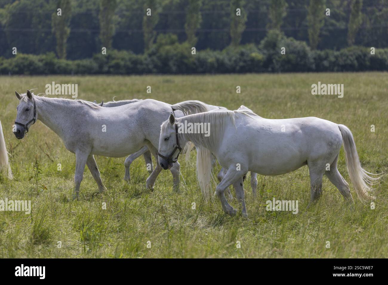 Kladruber horse, mares, standing on the paddock. National Stud Farm ...