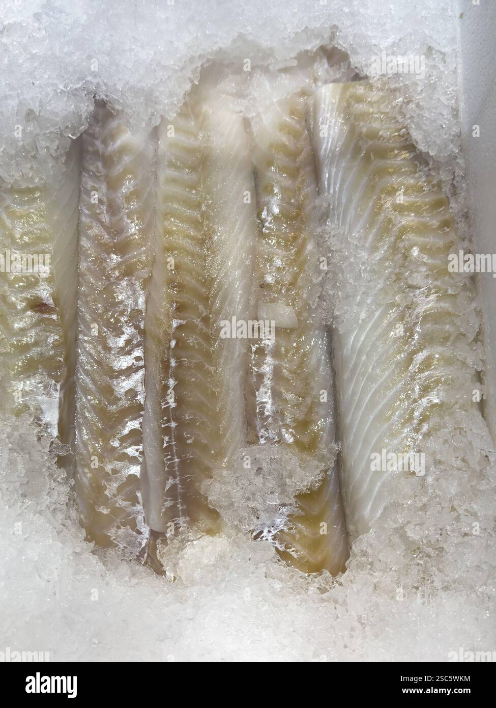 Cod loins (Gadus morhua) without skin on ice in refrigerated counter ...