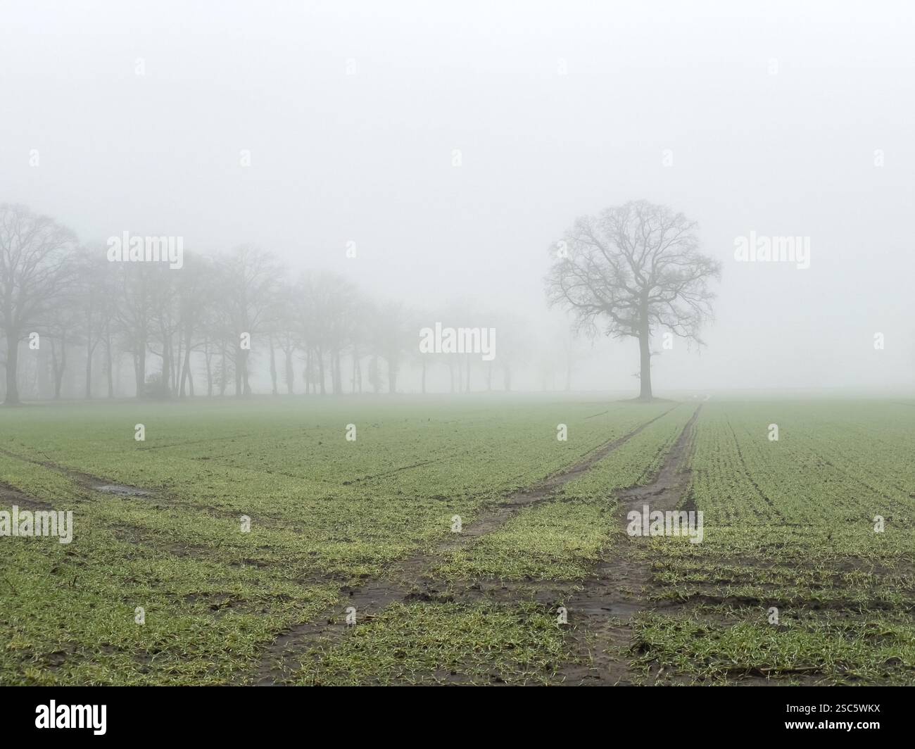 Autumnal wintry foggy landscape with dense fog field on it single tree ...