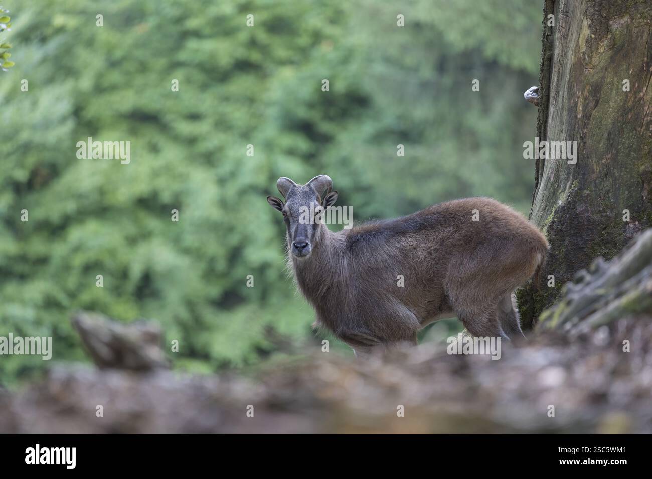 One female Himalayan Tahr (Hemitragus jemlahicus) standing on rocks in ...