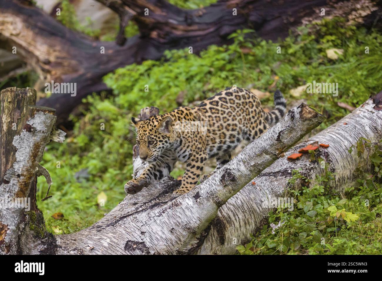 Jaguar in a tree hi-res stock photography and images - Alamy