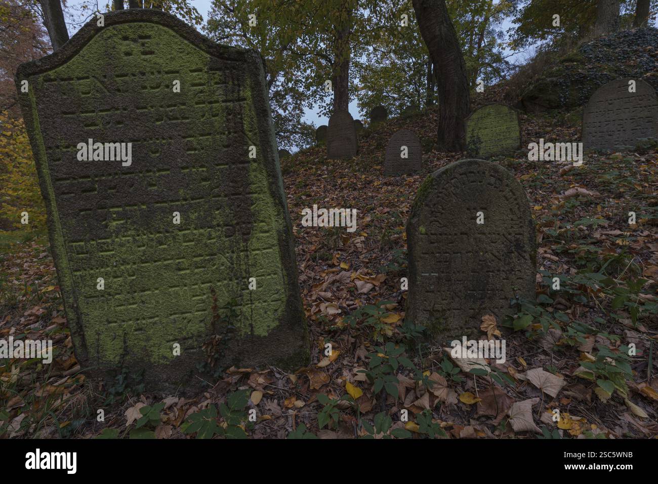 Moss covered tombstones on the old jewish cemetery in Chodova Plana ...