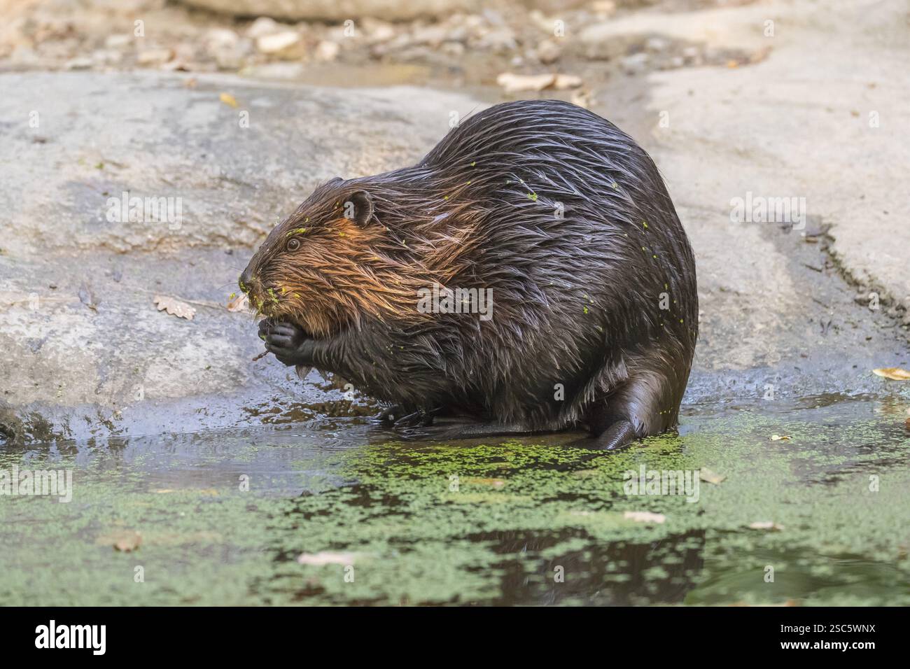 One North American beaver or Canadian beaver, Castor canadensis ...