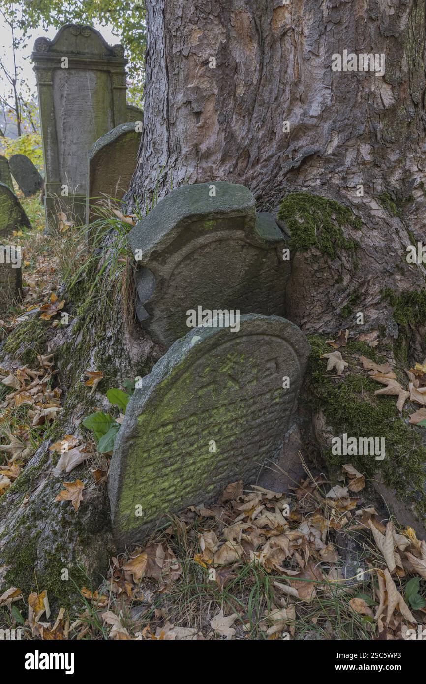 Moss covered tombstones on the old jewish cemetery in Chodova Plana ...