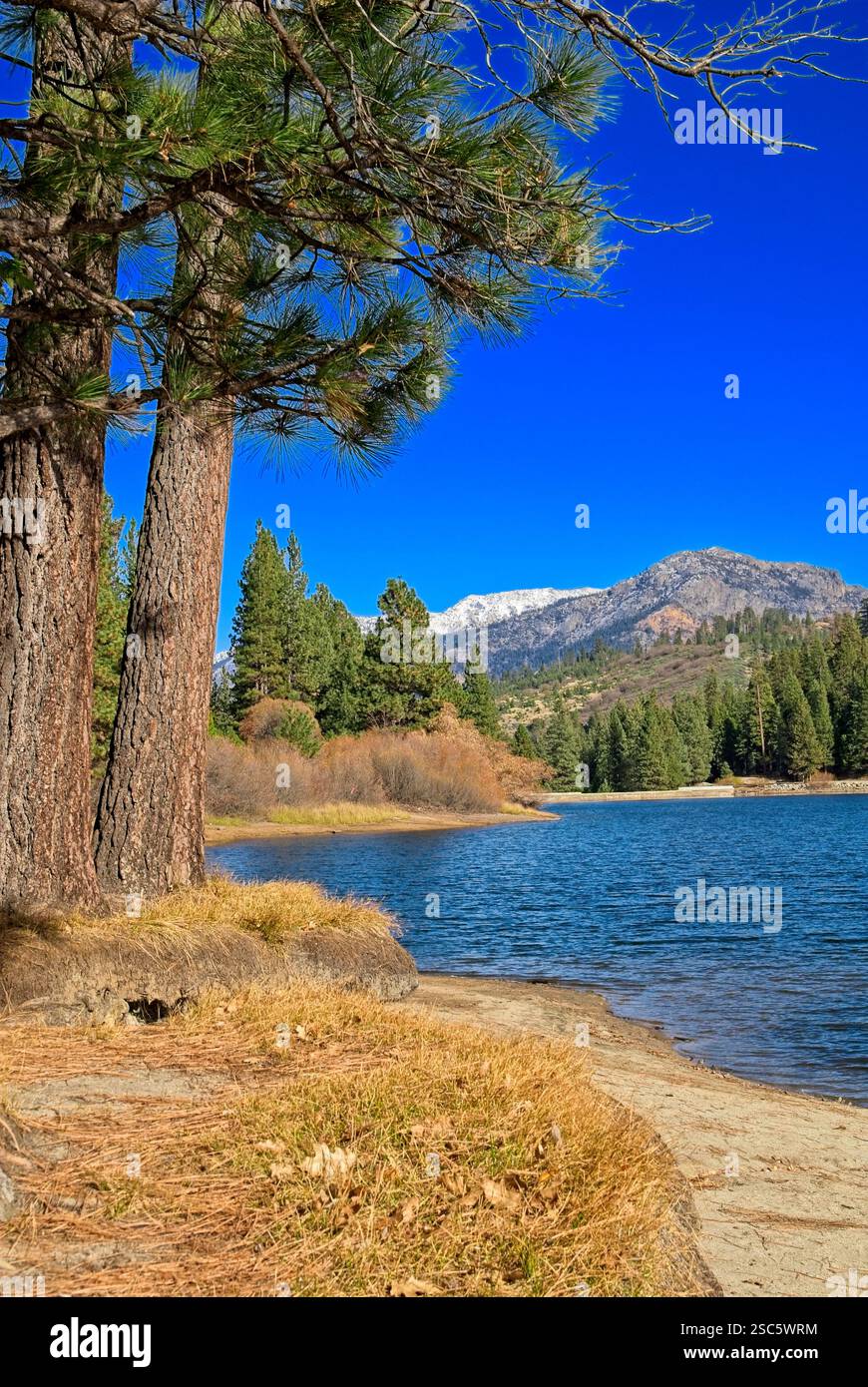 Pine trees line Hume Lake shoreline in Sequoia National Forest with ...