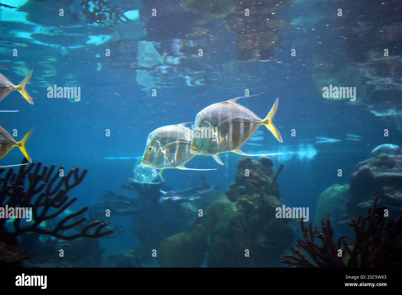The lookdown (Selene vomer) Fish in aquarium Stock Photo - Alamy