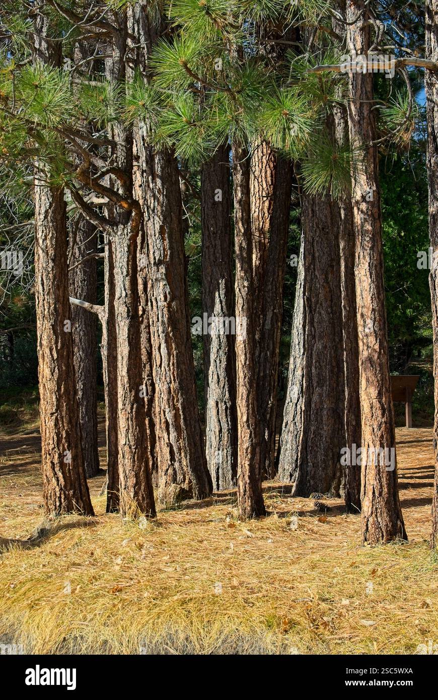 Golden pine needles cover the ground below stand of tall pine trees ...