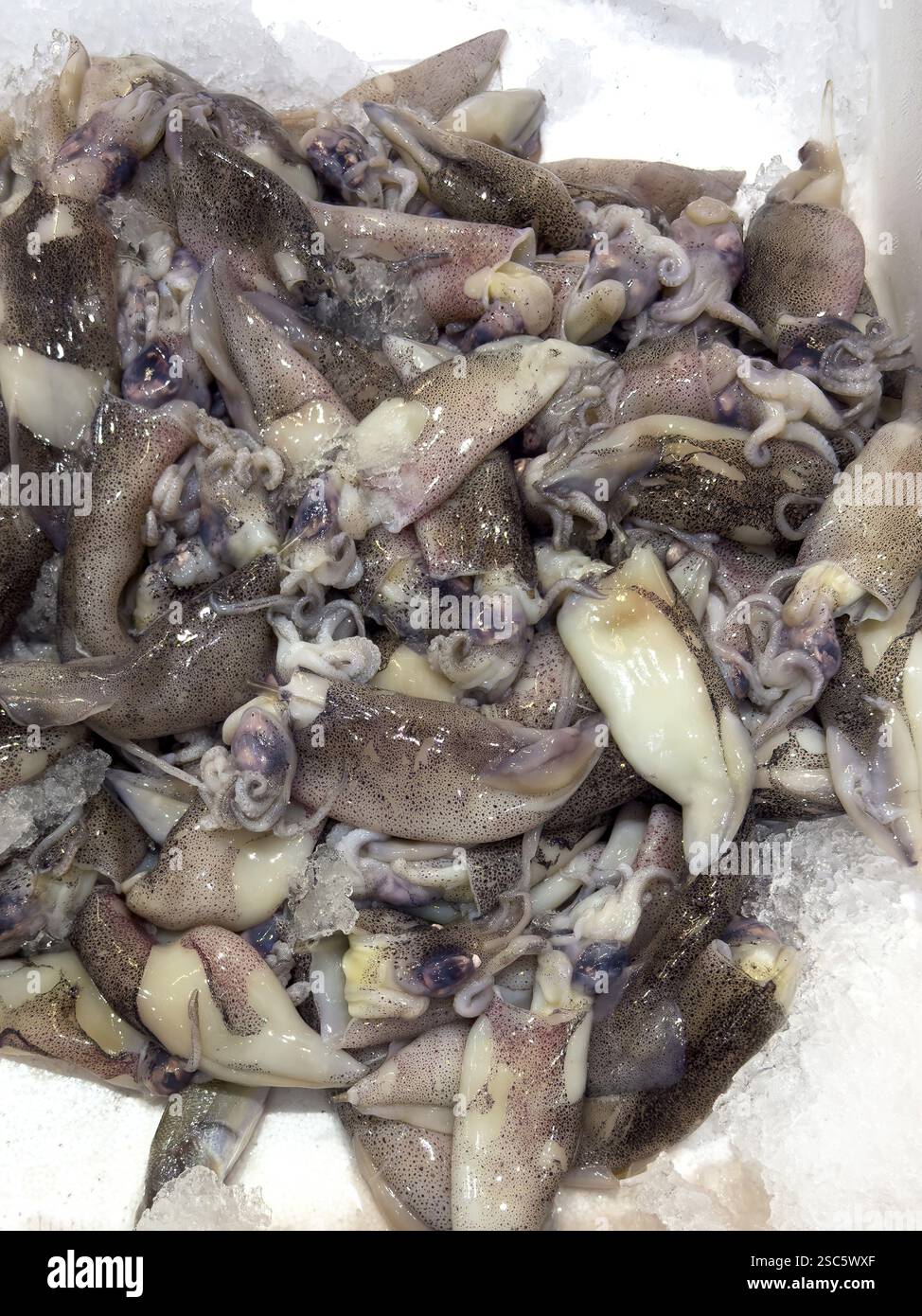 Squid (Loligo forbesii) on ice in refrigerated counter fish counter ...