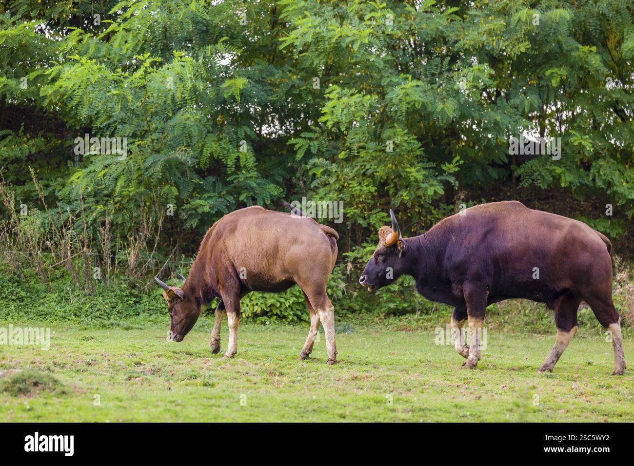A male and a female Gaur (Bos gaurus gaurus) checks the readiness of a ...