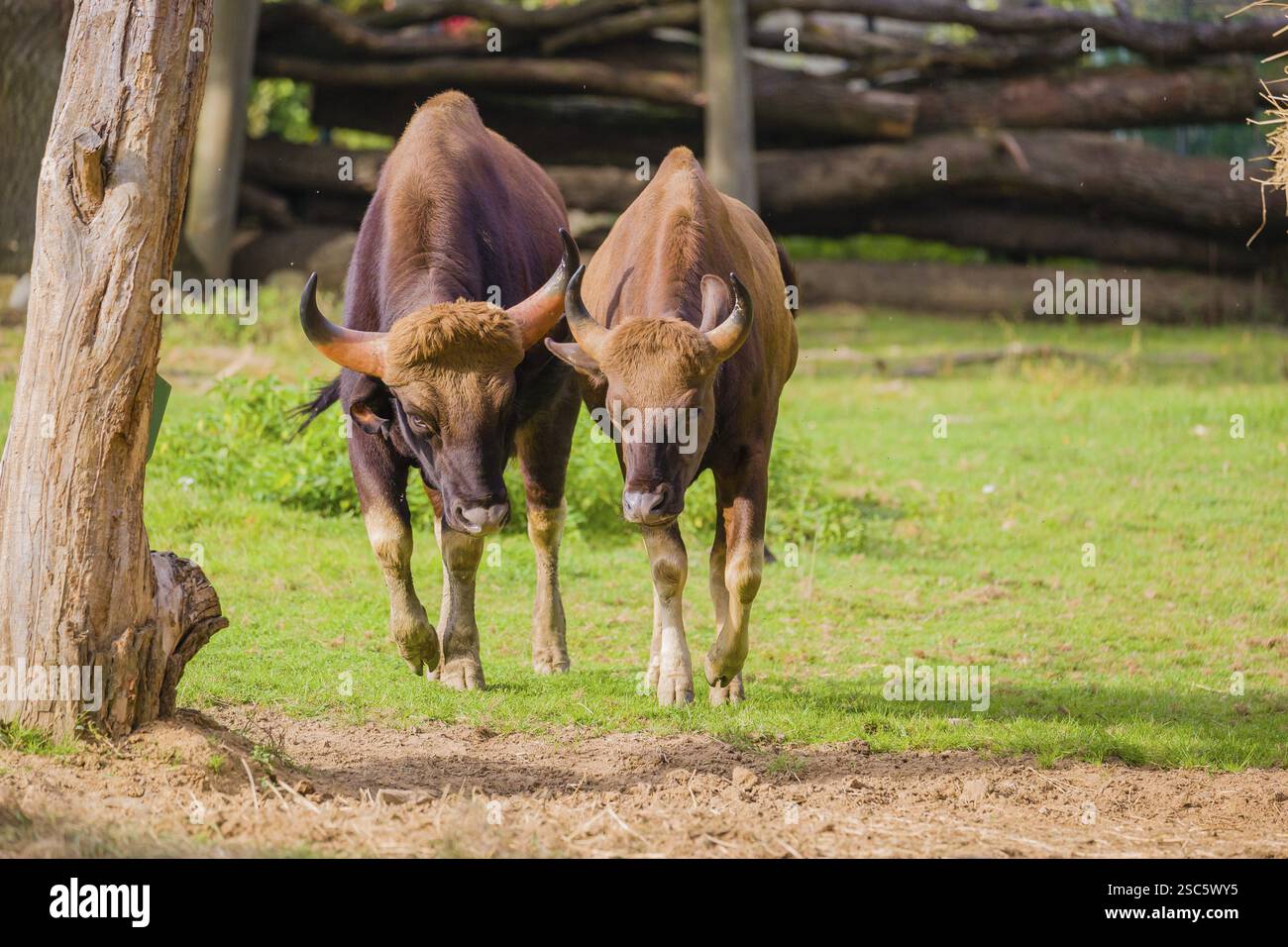 A male and a female Gaur (Bos gaurus gaurus) stand side by side on a ...