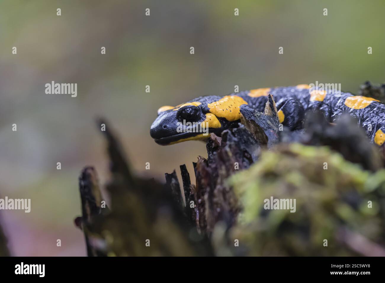 One fire salamander (Salamandra salamandra) rests on a tree stump on a ...
