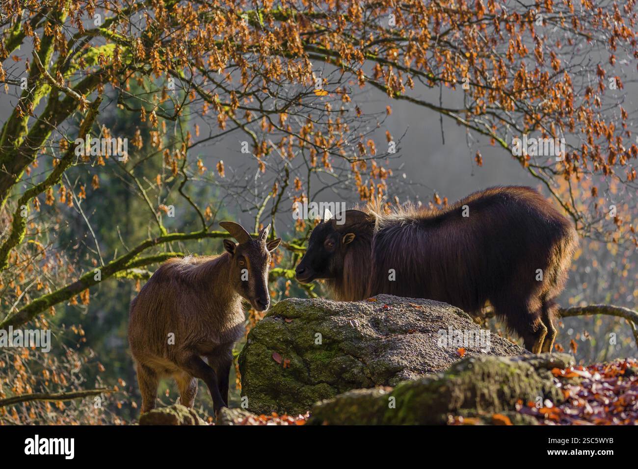 A male Himalayan Tahr (Hemitragus jemlahicus) stands backlit and ...
