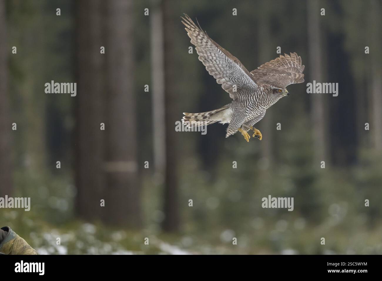 Northern goshawk, Accipiter gentilis, flying through a forest in winter ...