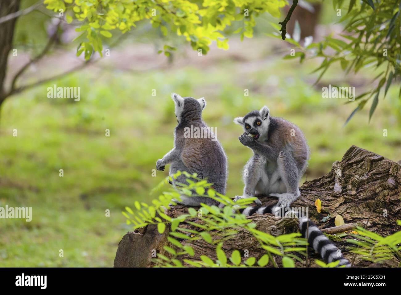 Two ring-tailed lemurs (Lemur catta) are sitting on a rotten tree lying on the ground, eating ...