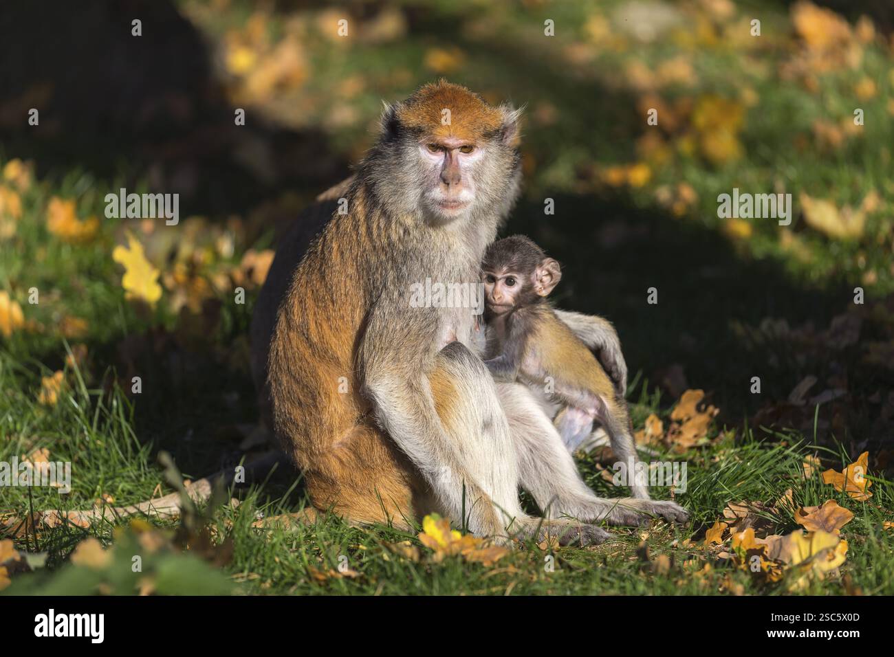 One female patas monkey (Erythrocebus patas)with her baby in late light ...