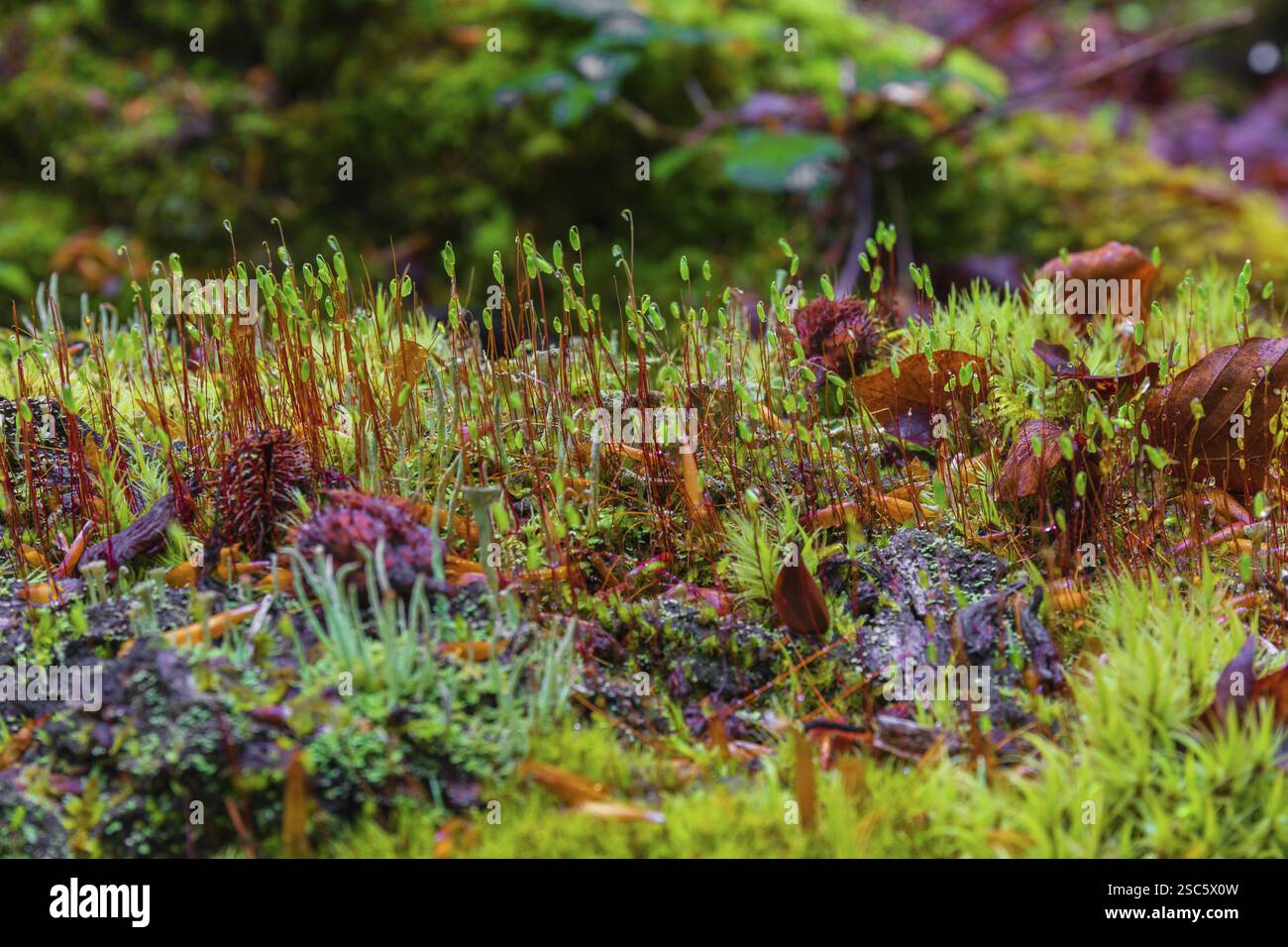 Polytrichum commune (known as common haircap, great golden maidenhair ...