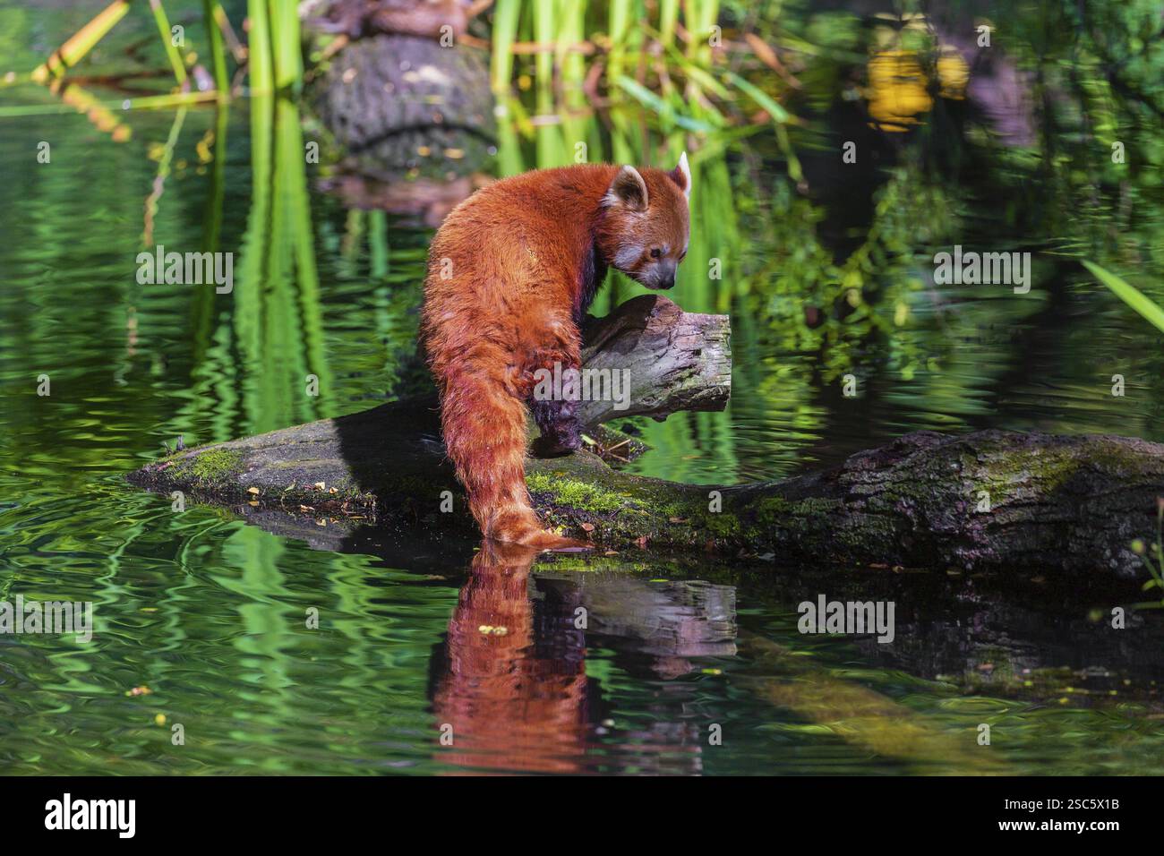 One red panda, Ailurus fulgens, balances over a log lying in the water ...