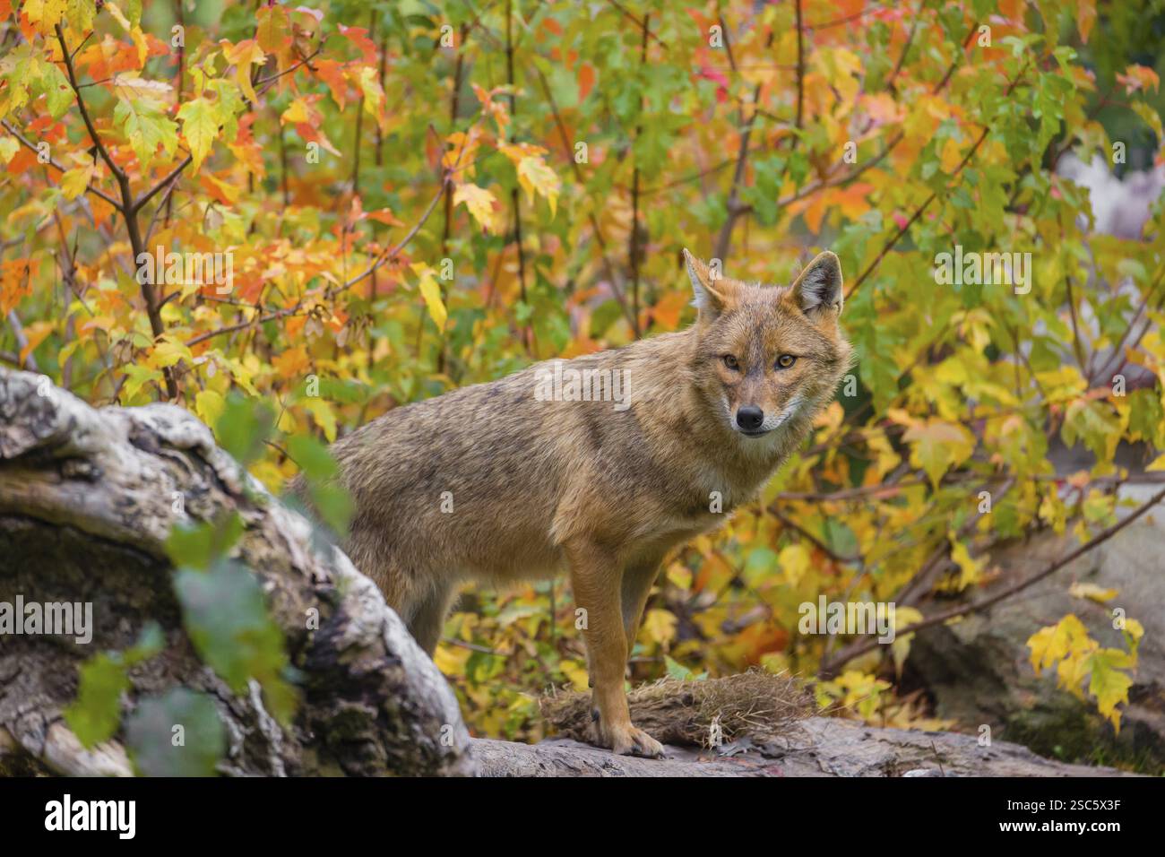 One golden jackal (Canis aureus) stands on a fallen tree trunk. Behind ...