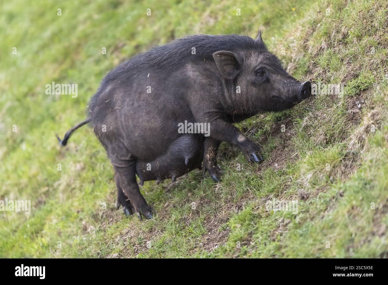 One adult female pig, Vietnamese Pot-bellied, Sus scrofa f. domestica ...
