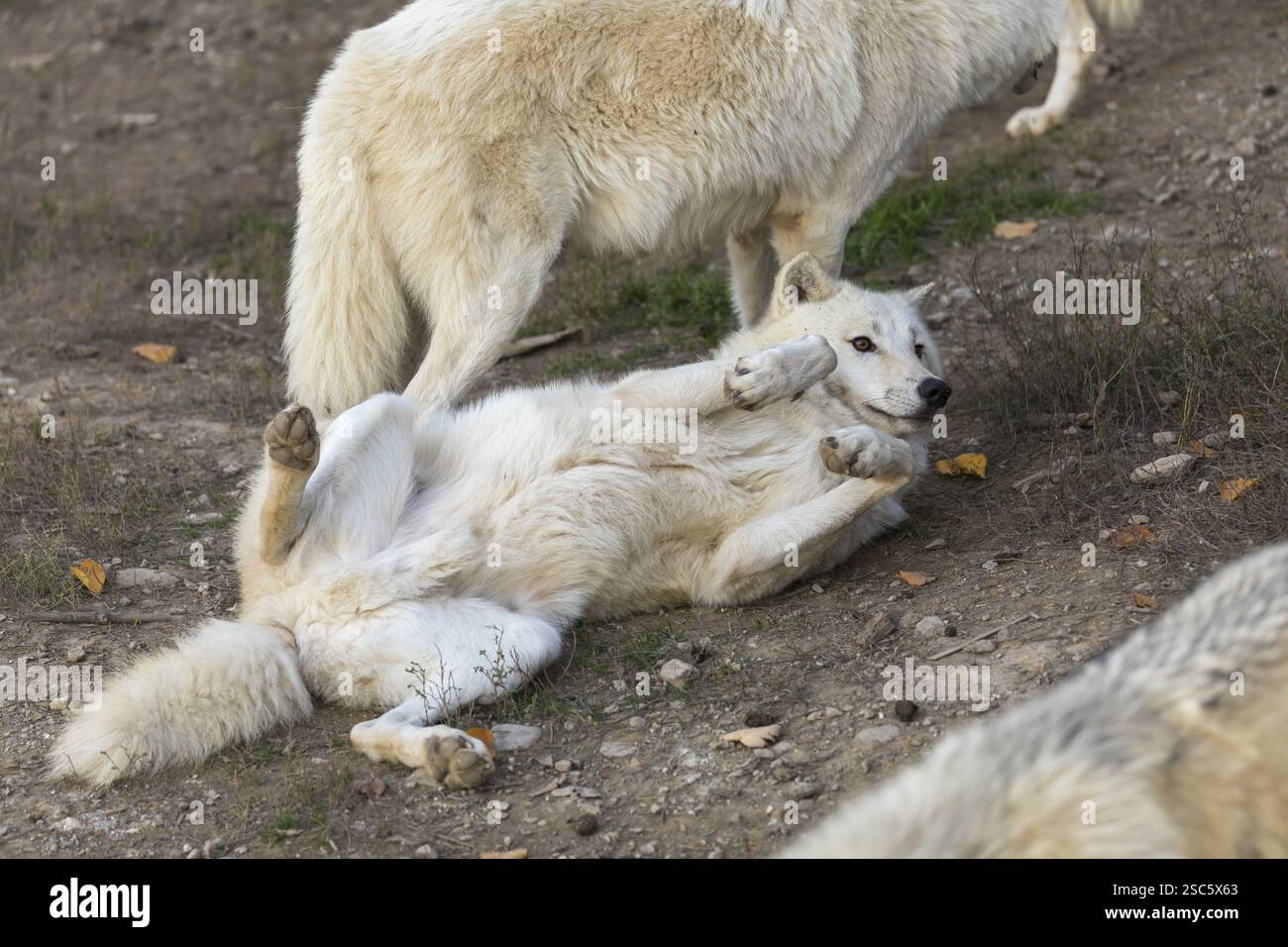 One Hudson Bay wolf (Canis lupus hudsonicus) lying on a dry forest ...