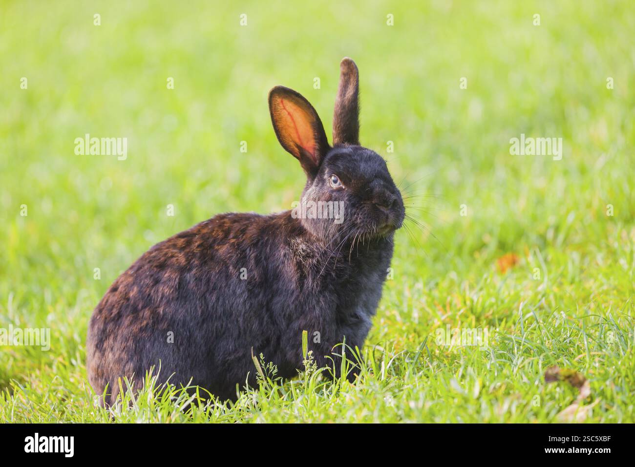 A feral domestic rabbit (Oryctolagus cuniculus domesticus) sits on a ...
