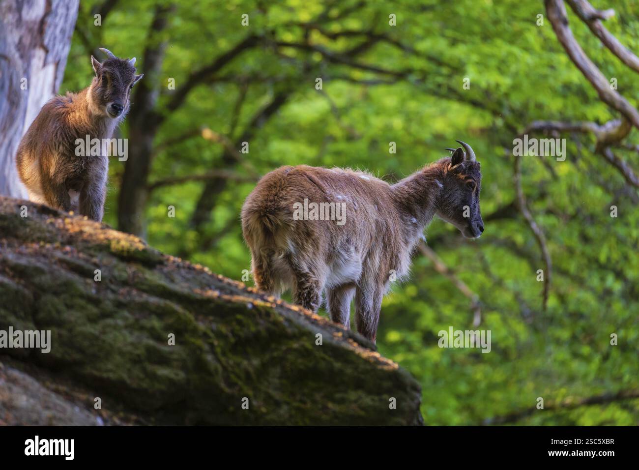 Two female Himalayan grays (Hemitragus jemlahicus) are standing on a ...