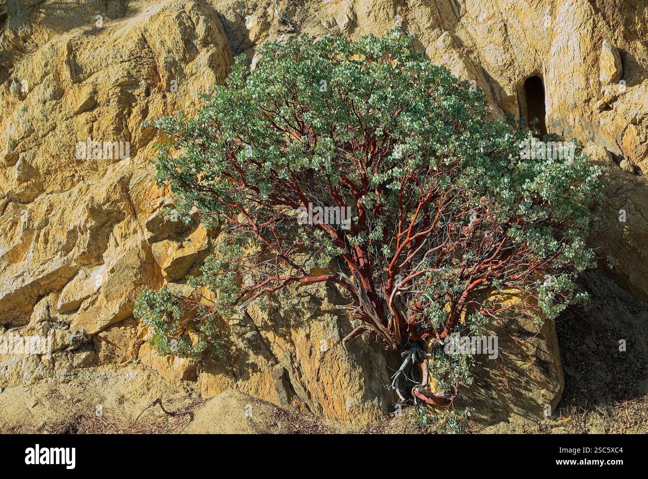 Common manzanita tree thriving in rock ledge crevice of Sequoia ...