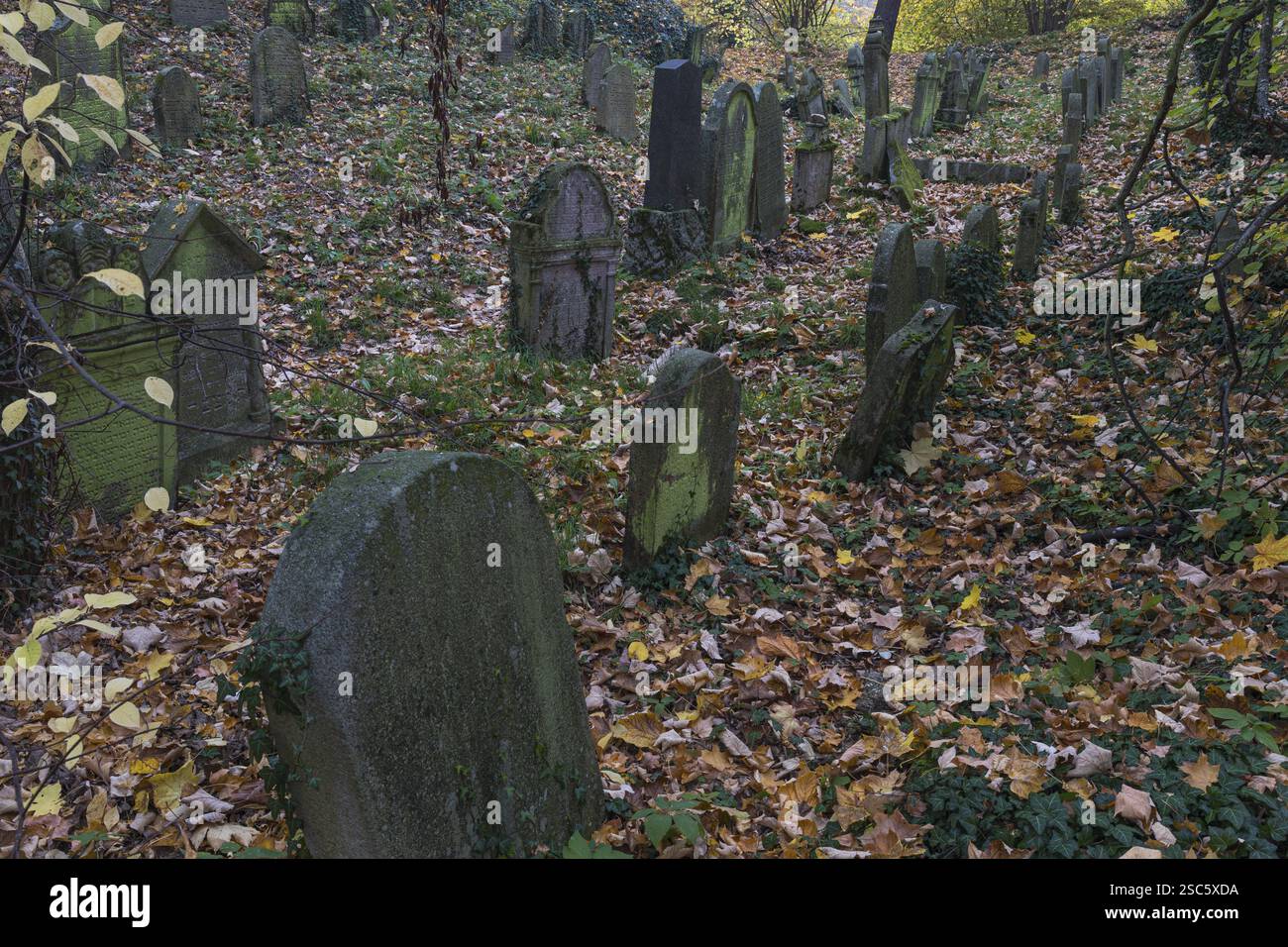 Moss covered tombstones on the old jewish cemetery in Chodova Plana ...
