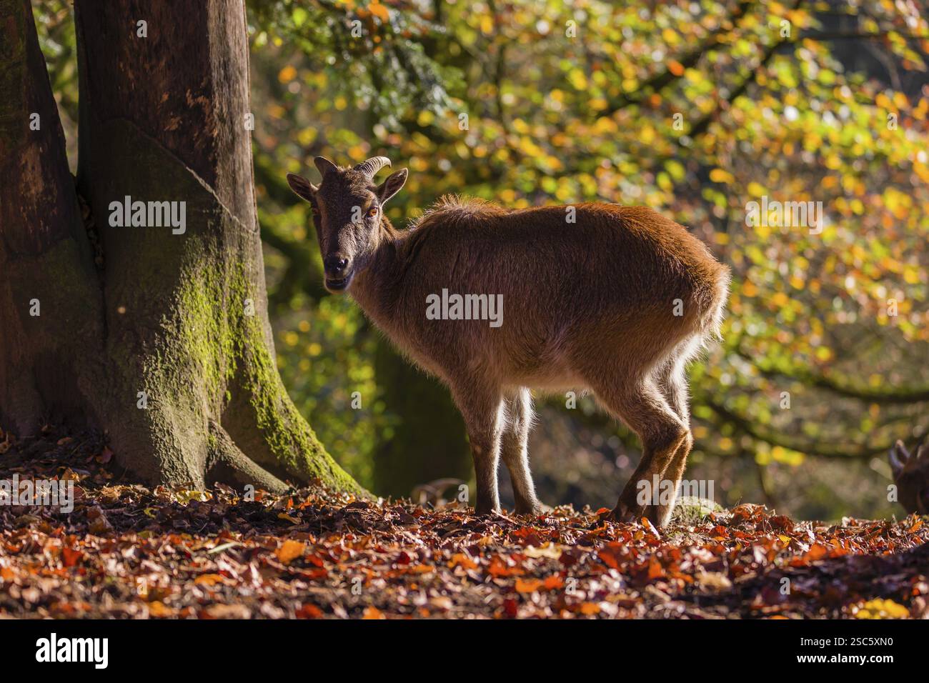 A female Himalayan tahr (Hemitragus jemlahicus) is backlit in a forest ...