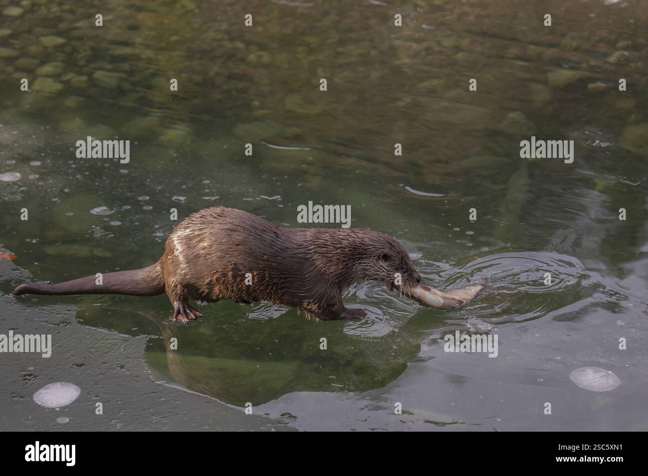 One Eurasian otter (Lutra lutra), standing on the ice of a frozen river ...