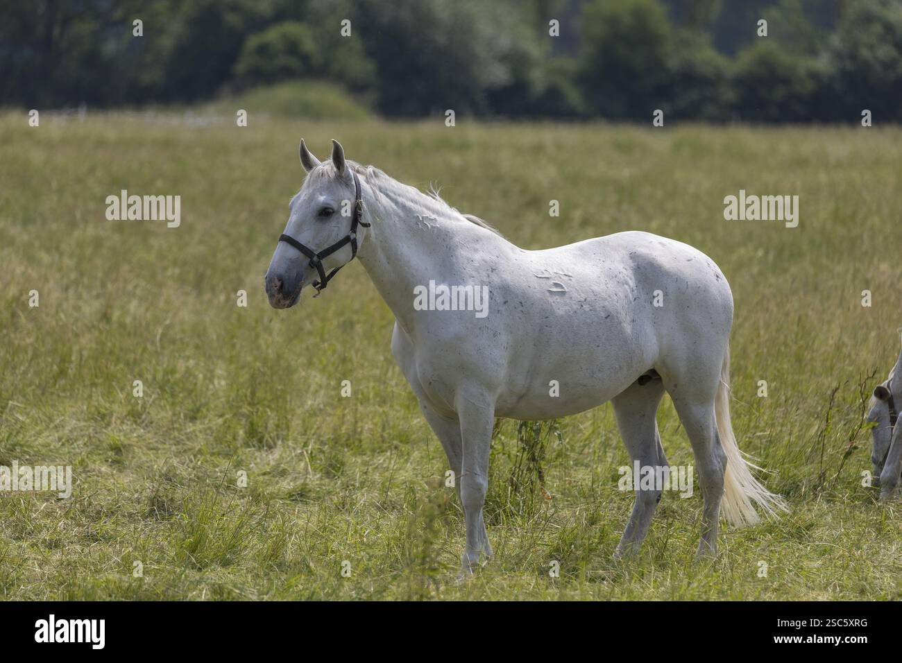 Kladruber horse, mares, standing on the paddock. National Stud Farm ...
