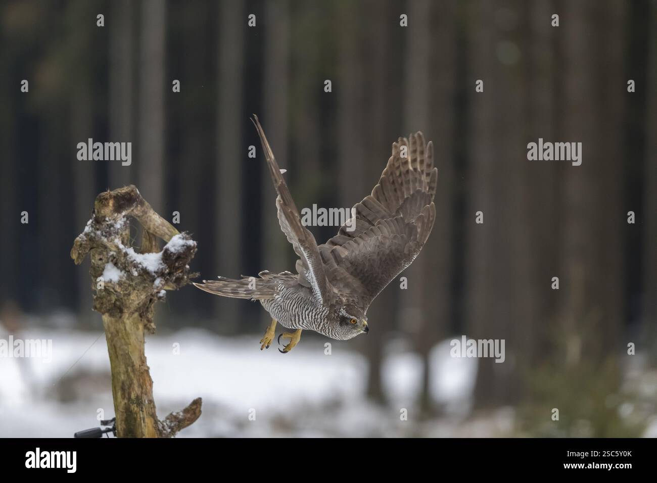 Northern goshawk, Accipiter gentilis, flying through a forest in winter ...