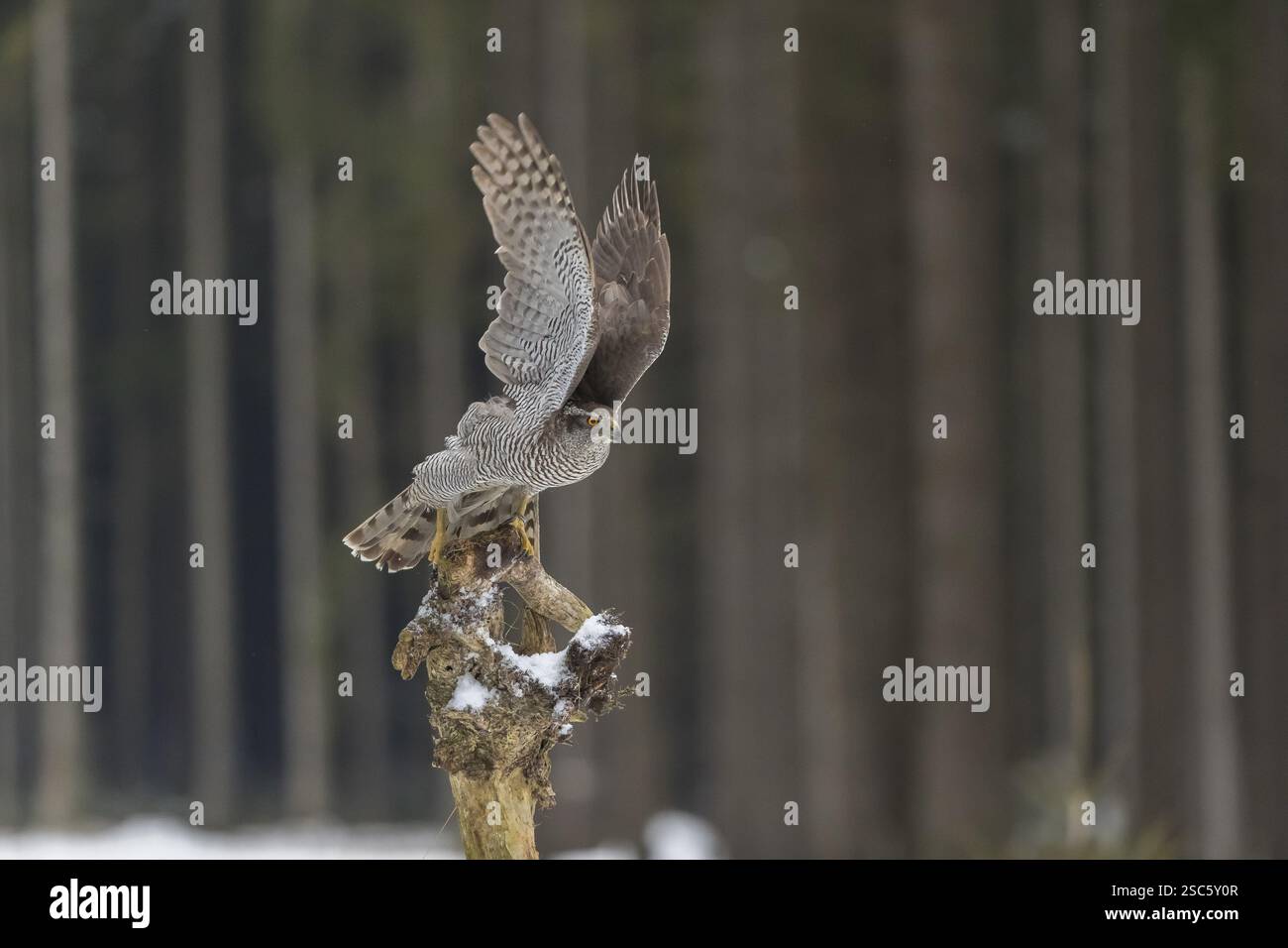 Northern goshawk, Accipiter gentilis, flying through a forest in winter ...