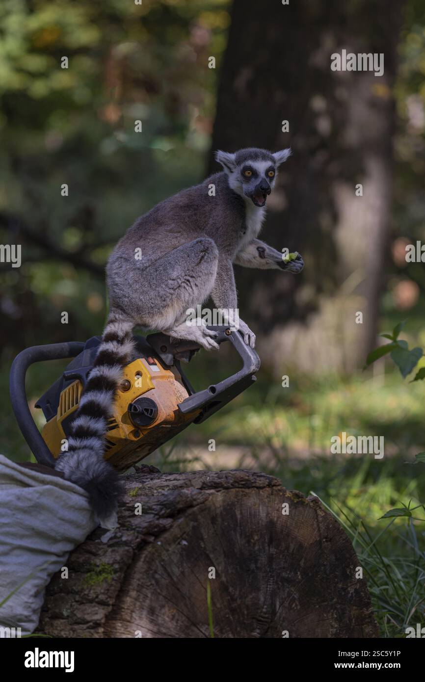 One ring-tailed lemur (Lemur catta) with a chainsaw on a log. A green ...