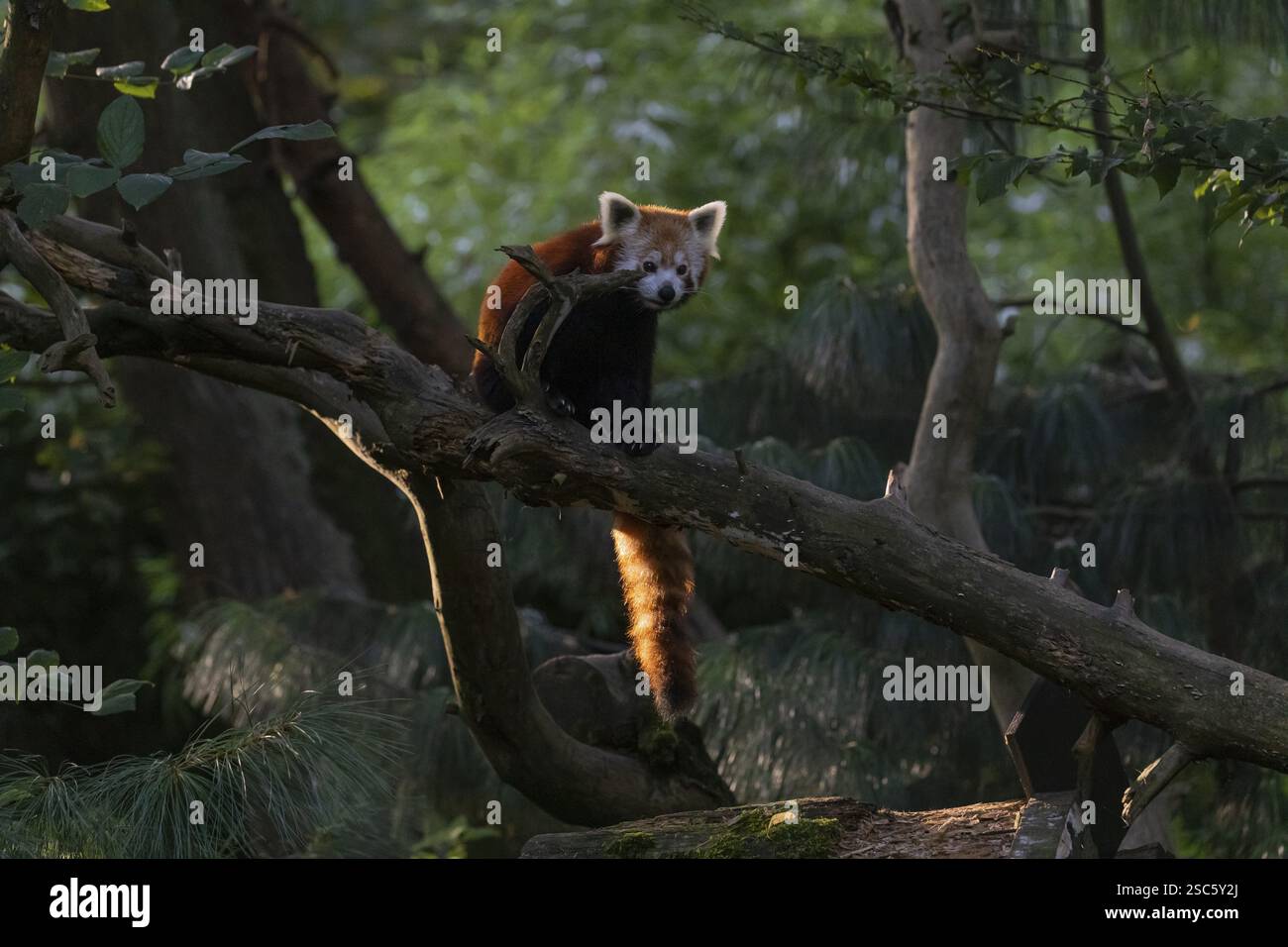 One red panda, Ailurus fulgens, sitting on a branch of a dead tree ...