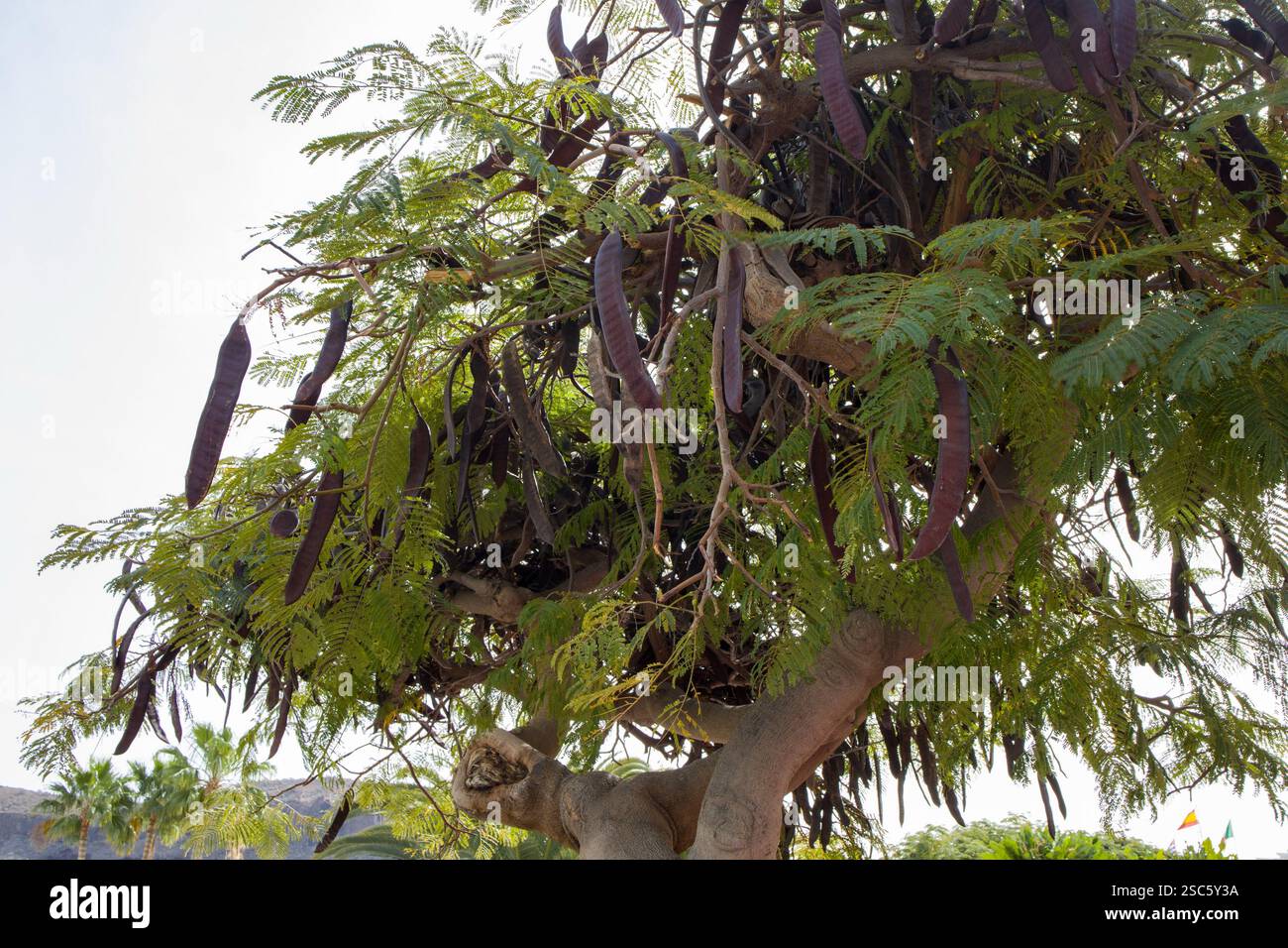 Leucaena leucocephala tree ,White Leadtree with long seed pods ...
