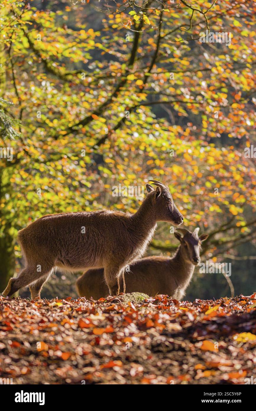 A female Himalayan tahr (Hemitragus jemlahicus) is backlit in a forest ...
