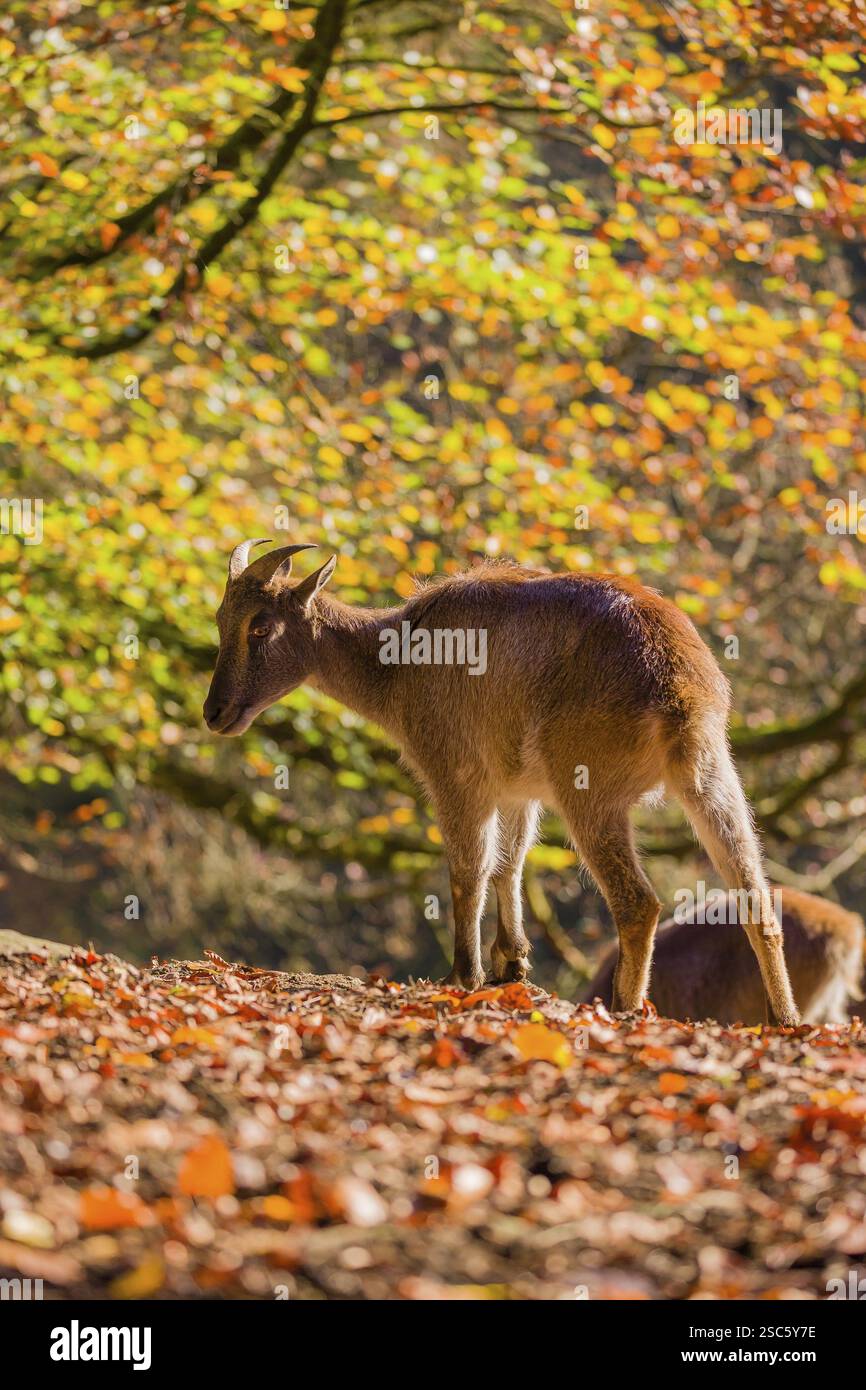 Two female Himalayan tahr (Hemitragus jemlahicus) are backlit in a ...