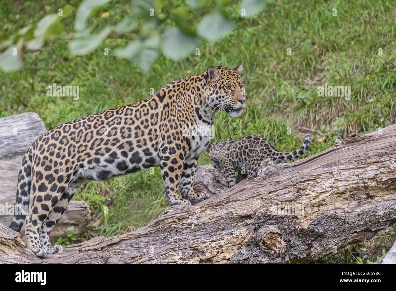 One male jaguar baby (Panthera onca), 10 weeks old, playing with his ...