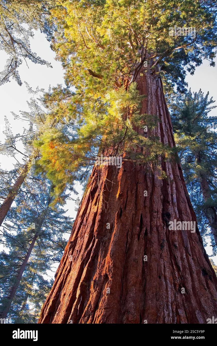 Looking up at giant sequoia tree in late afternoon sunlight Stock Photo ...