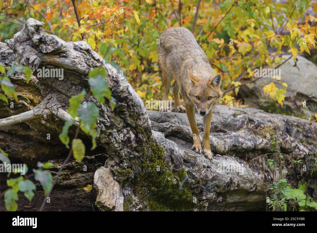 One golden jackal (Canis aureus) stands on a fallen tree trunk. Behind ...