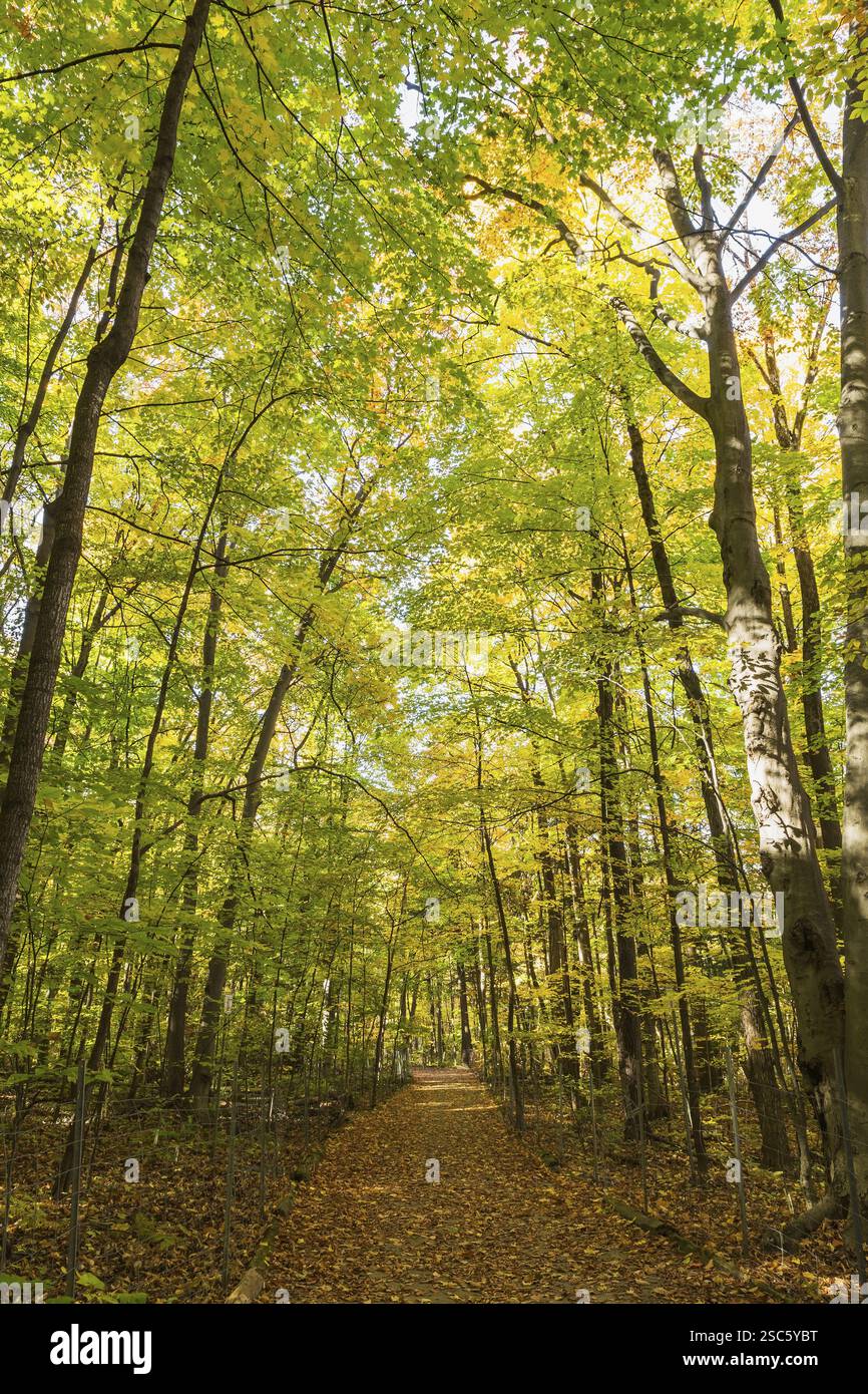 Mixed maple trees one tree hi-res stock photography and images - Alamy