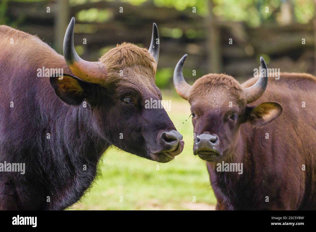 A male and a female Gaur (Bos gaurus gaurus) stand side by side on a ...