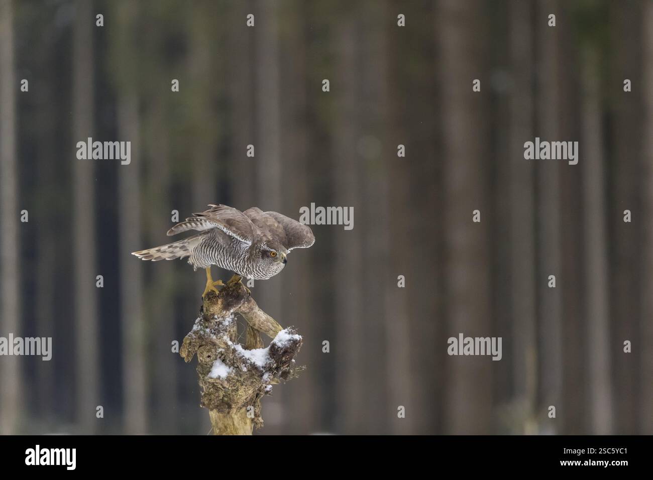 Northern goshawk, Accipiter gentilis, flying through a forest in winter ...