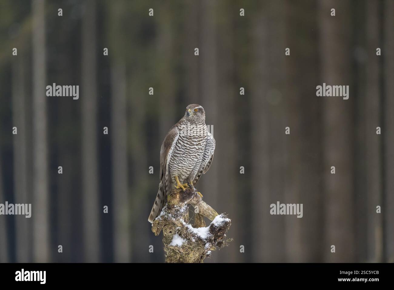 Northern goshawk, Accipiter gentilis, flying through a forest in winter ...