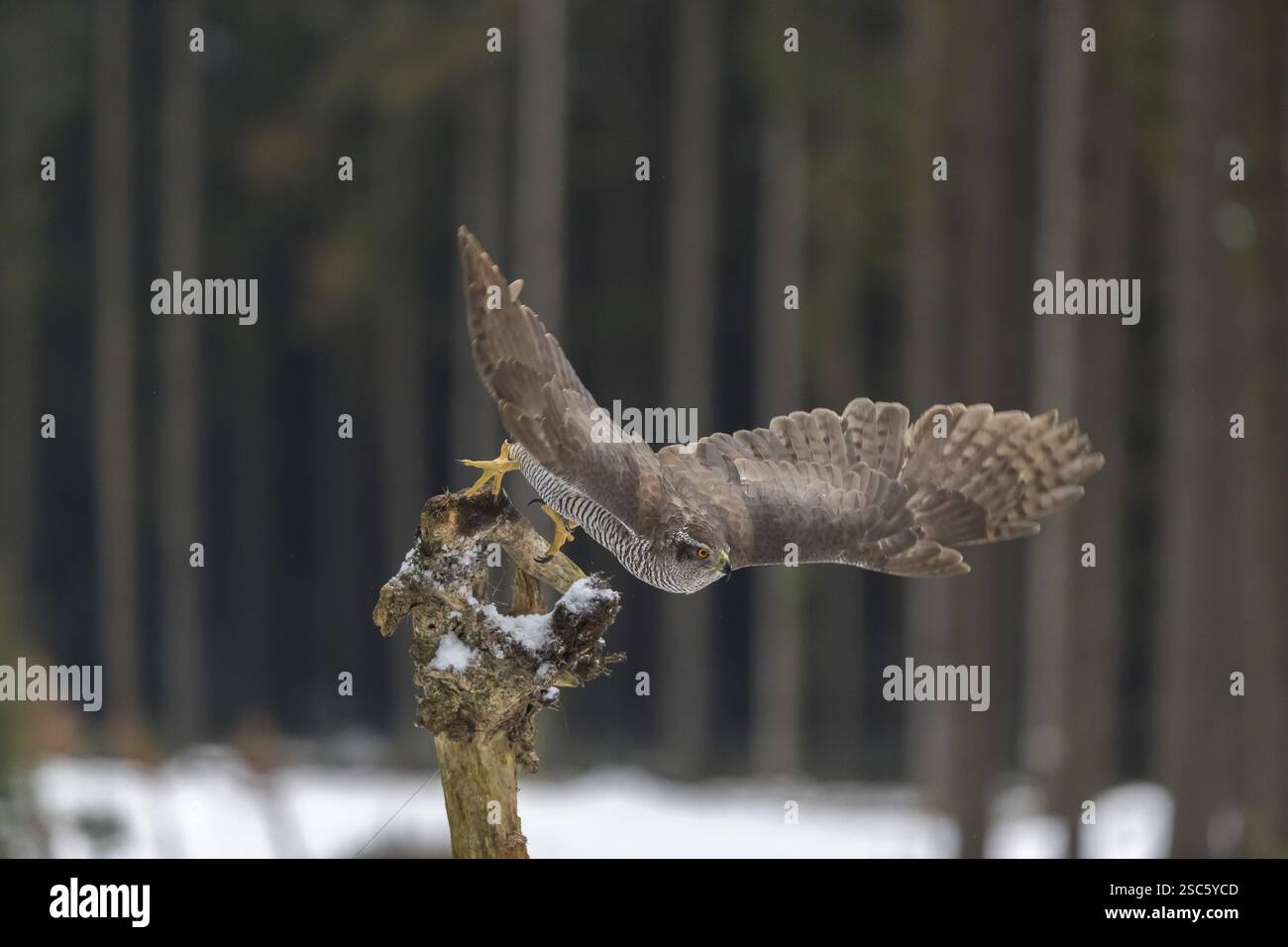 Northern goshawk, Accipiter gentilis, flying through a forest in winter ...