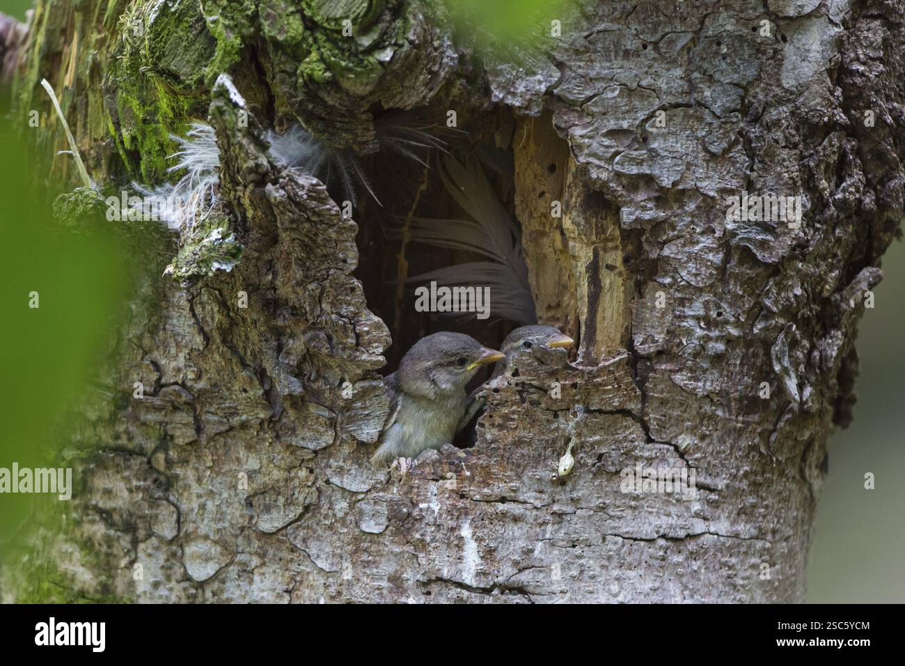 Two hatchlings house sparrow, Passer domesticus, sitting in their nest ...