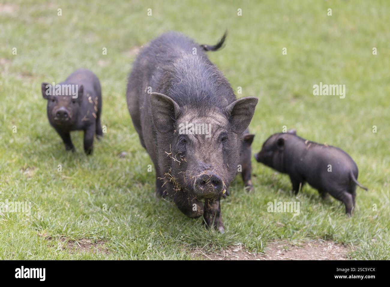 One adult female Pig, Vietnamese Pot-bellied, Sus scrofa f. domestica ...