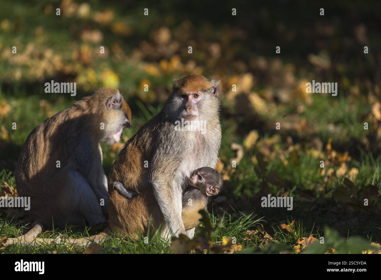 One female patas monkey (Erythrocebus patas)with her baby in late light ...